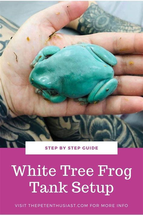 White Tree Frog Tank Setup Whites Tree Frog Tree Frog Terrarium Tree Frogs