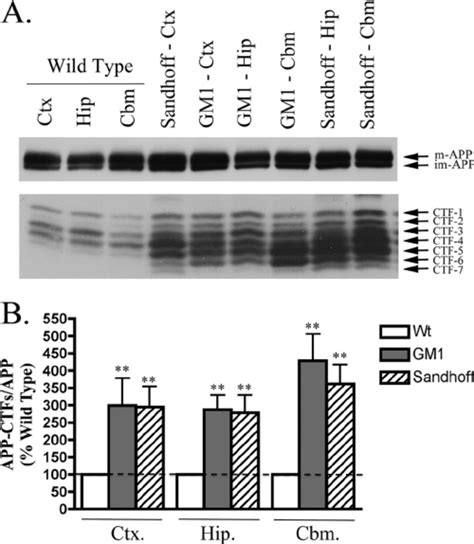App Ctfs Accumulate In Gm1 And Sandhoff Mouse Brains A Representative