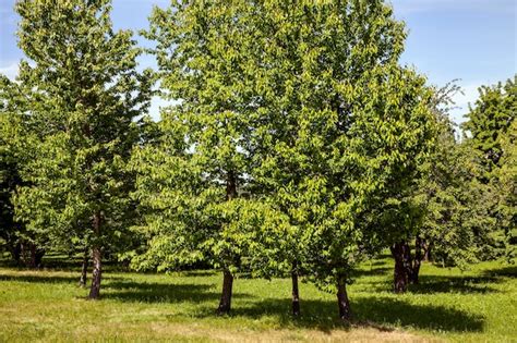 Premium Photo Deciduous Trees Growing In The Park In The Summer