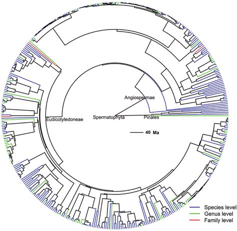 The Phylogeny Of Boreal Seed Plants In Northern Alberta Canada With