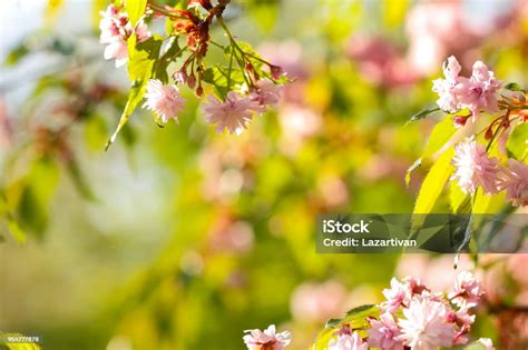 태양 배경을 흐리게 화창한 아침 디자이너에 대 한 빈 공간의 복사본에 핑크 꽃 벚꽃 꽃 가지 자연 배경 녹색 잎 예술 3월에