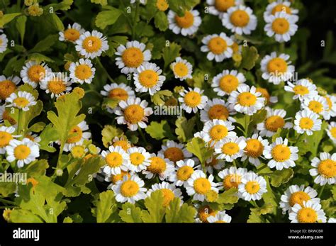 Chrysanthemum Cinerariifolium