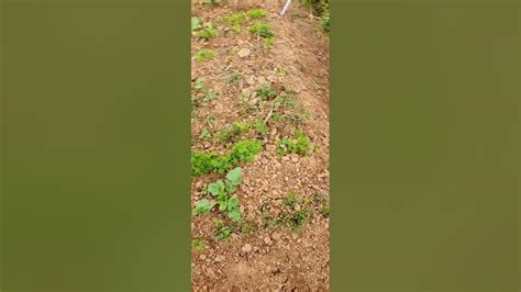 씨앗스토리 무씨 파종 새싹오름 실패 연속해 화딱지나 돌나물 돌미나리 키우기 2주 차 기록한다갱년기 간해독 혈관청소 독소제거