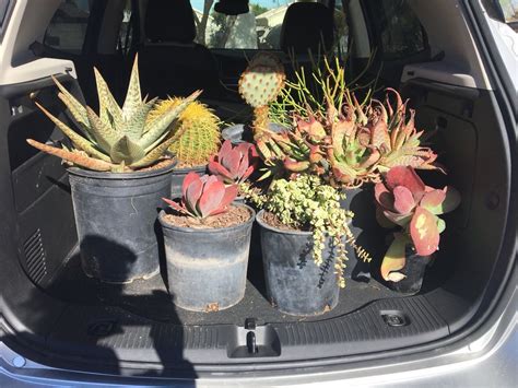 Phoenix Desert Nursery Nurseries Gardening E Southern Ave Phoenix AZ Phone Number