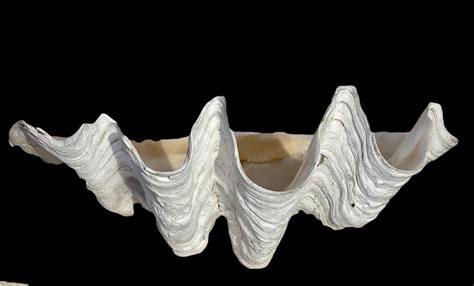 Giant 28 Inch Natural Clam Shell Specimen At 1stdibs Fossilized Clam