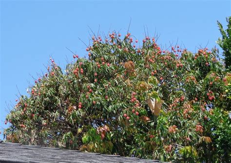 Dwarf Lychee Indoors Lychee Cultivation General Fruit Growing