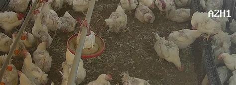 Hens Detection Object Detection Dataset By Opencv