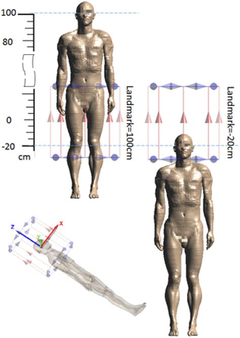Adult Model Landmark Position From −20 Cm To 100 Cm Download