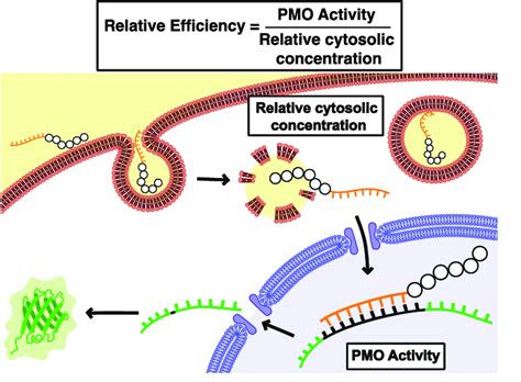Schematic Of How Pmo−cpps May Enter The Cell To Perform Exon Skipping