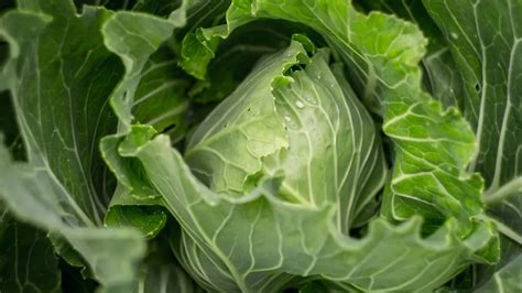 Чим обробити капусту без хімії натуральний захист від шкідників Читайте на Ukr Net