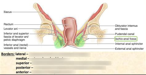 Ischiorectal Fossa