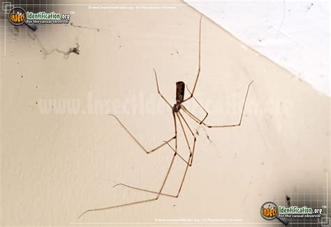 Cellar Spider