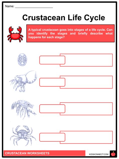 Crustacean Facts And Worksheets Taxonomy Species Features Dishes