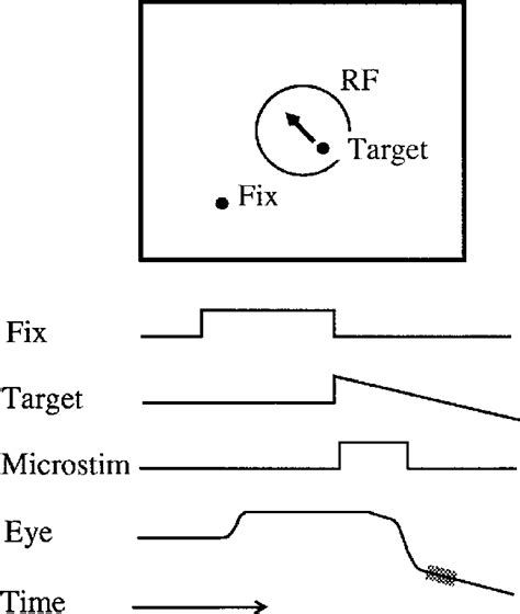 Figure 1 From How Is A Sensory Map Read Out Effects Of