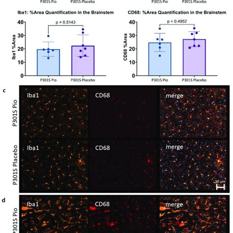 Ab Microglial Activation Area In The Cortex And The Brainstem Of