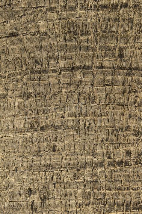Coconut Tree Texture Stock Image Image Of Palm Texture 79744451