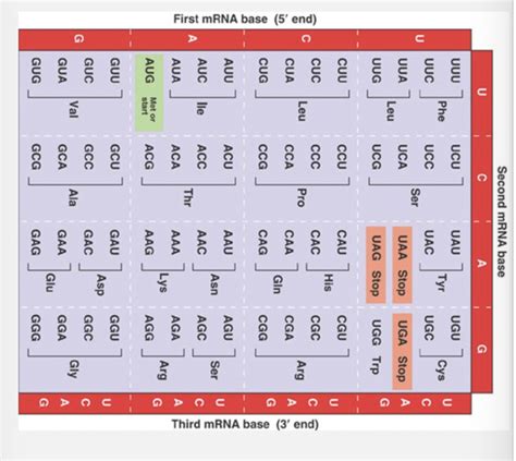 Solved 47 Use The Codon Table To Answer The Following