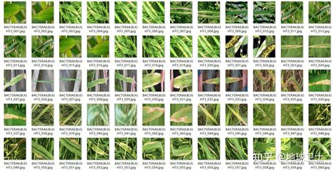 作物病虫害识别数据集资源合集 知乎