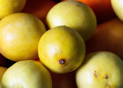 레몬 감귤류 음식 Pixabay의 무료 사진 Pixabay