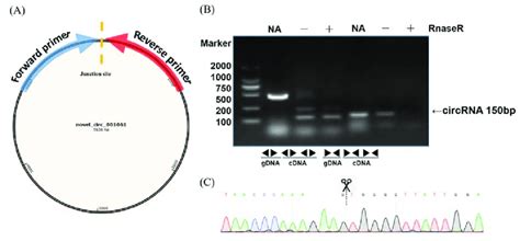 Validation Examples Of Circrna Production A Diagram Of The Circular