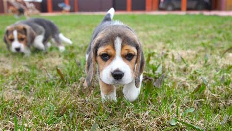 Pocket Beagle Full Size