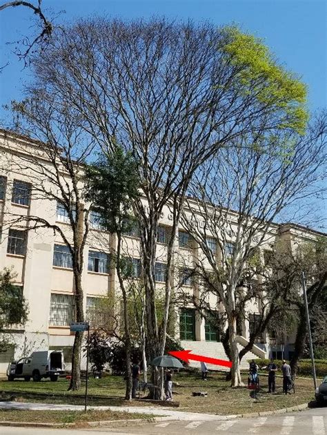 Exemplar De Libidibia Ferrea Mart Extul Lpqueiroz Pau Ferro Download Scientific Diagram