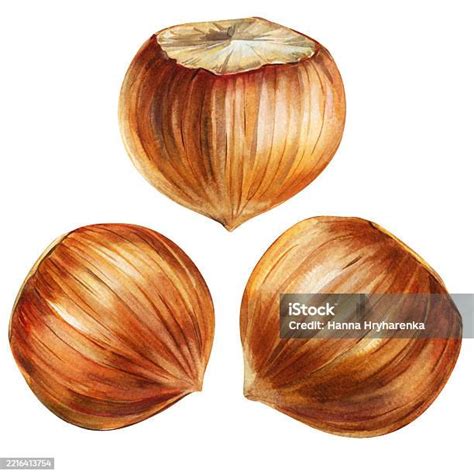견과류 수채화 헤이즐넛 손으로 그린 평면도 구성 갈색 견과류 고립 유기농 건강 식품 일러스트 레이 션 예술 0명에 대한 스톡 벡터 아트 및 기타 이미지 Istock