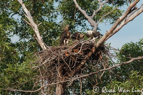Big Bunny Trails A White Bellied Sea Eagles Nest