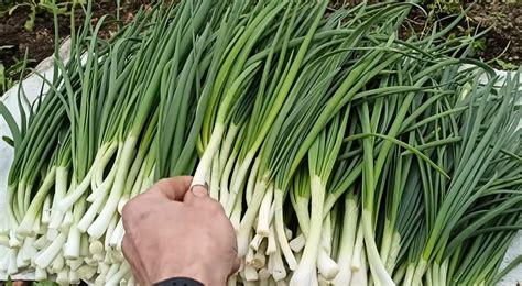 Як правильно заморозити зелену цибулю на зиму