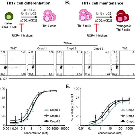 Rorγt Mediated Inhibition Of Il 17a Production In Human Th17 Cell