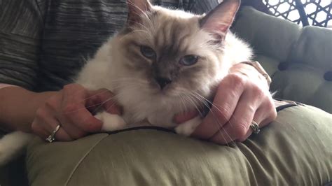 Ragdoll Cat КОшка Рэгдолл СНЕЖИНКА 1 год и два месяца КОроткое видео о нас Youtube