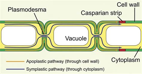 What Are Plasmodesmata An Introduction