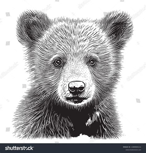 Bear Cub Face Sketch Hand Drawn Stock Vector Royalty Free Shutterstock