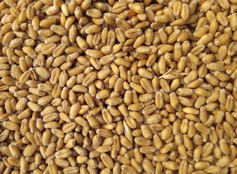 Organic Wheat Berries Whole Wheat Grain Non Gmoby Food To Etsy