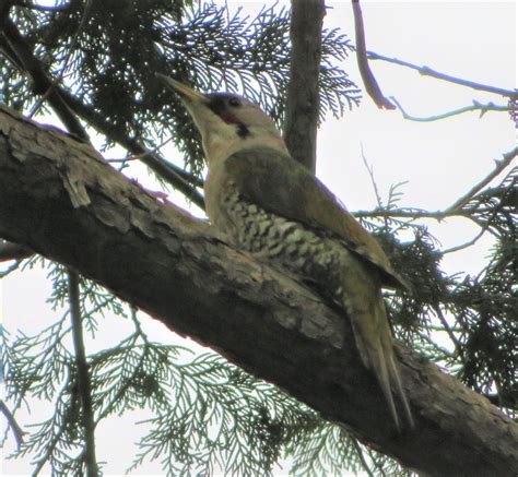 アオゲラ 2020 05 05 日本の野鳥識別図鑑