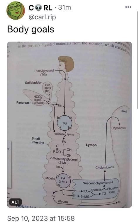 The Future Of Human Evolution R Blueskyskeets