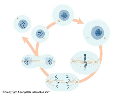 Mitosis Diagram Quizlet