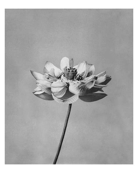 Black And White Flower Images Free Vectors Pngs Mockups