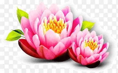 层层花瓣莲花PNG图片素材下载 图片编号ypawzwje 免抠素材网