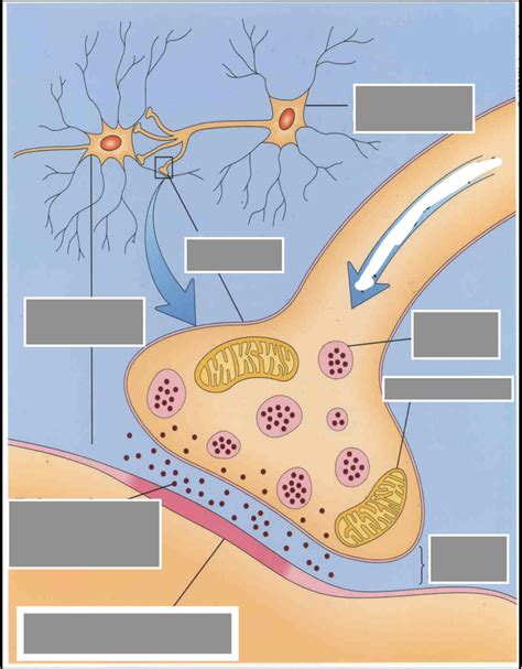 Extended Between Neuron Chemical Signaling Diagram Quizlet