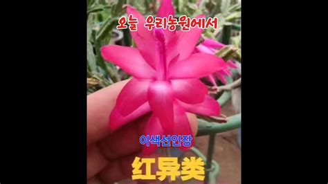 새로 수입 입고된 이색선인장 빨강색입니다 더로즈하우스농원 게발선인장전문 꽃사랑 수입게발선인장 이색선인장 Youtube