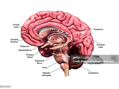 Human Brain Sagittal Section With Labels High Res Vector Graphic