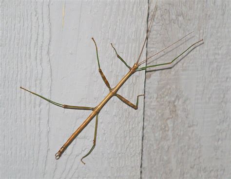 Bug Othe Week Northern Walkingstick Riveredge Nature Center
