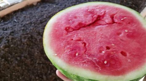 Watermelon For Parasites At Angel Santucci Blog