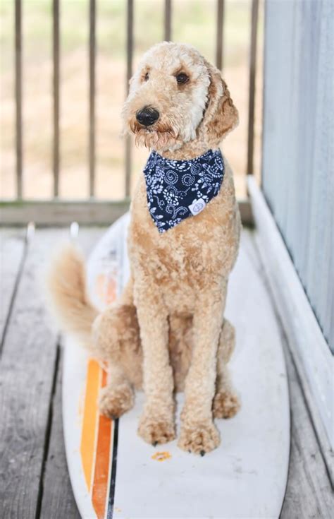 20 Most Popular Goldendoodle Haircuts Of 2022 With Pictures