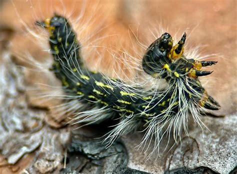 D Modesta Caterpillar Datana Bugguidenet