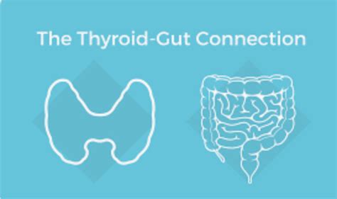The Thyroid Gut Connection Synergetics Health And Wellness