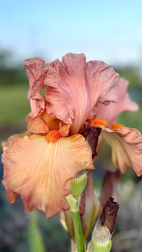 Copper Classic Iris Bloom Floral