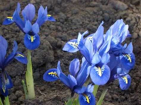 Disfruta De Todo El Esplendor Del Iris