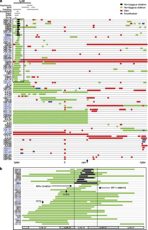 A Diagram Mapping All Copy Number Abnormalities On Chromosome 1 Copy